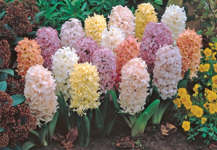 Tout savoir sur les bulbes de printemps – Muséedeslettres